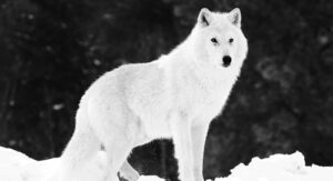 Arctic Wolf Agent for Linux